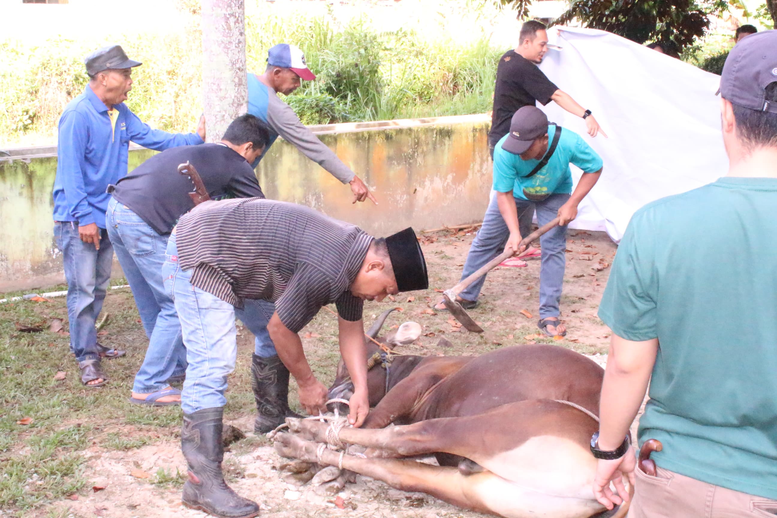 Kebersamaan Idul Adha Tahun 2025, DLH Kabupaten Bengkalis Berqurban 4 ...